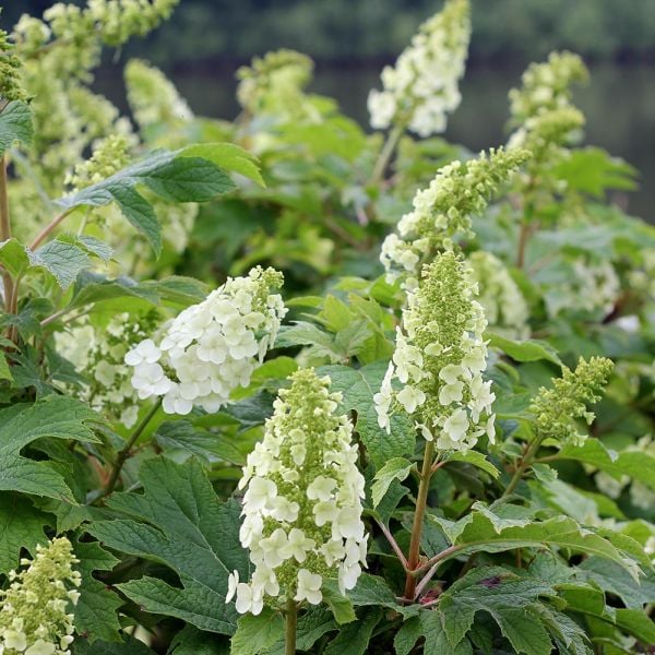 Hydrangea quercifolia Gatsby Gal® | White Flower Farm