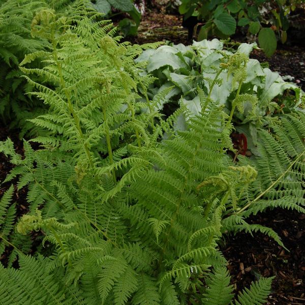 Athyrium filix-femina - Lady Fern | White Flower Farm