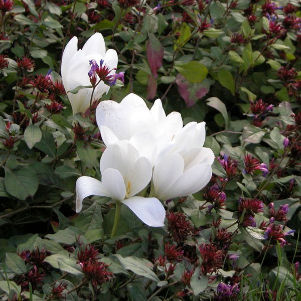 Colchicum speciosum 'Album' | White Flower Farm