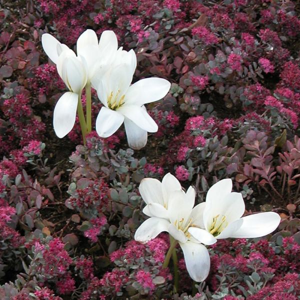 Colchicum speciosum 'Album' | White Flower Farm