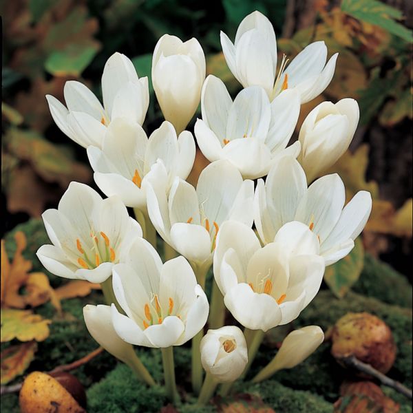 Colchicum speciosum 'Album' | White Flower Farm