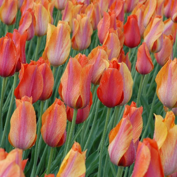 Tulip 'El Niño' | White Flower Farm