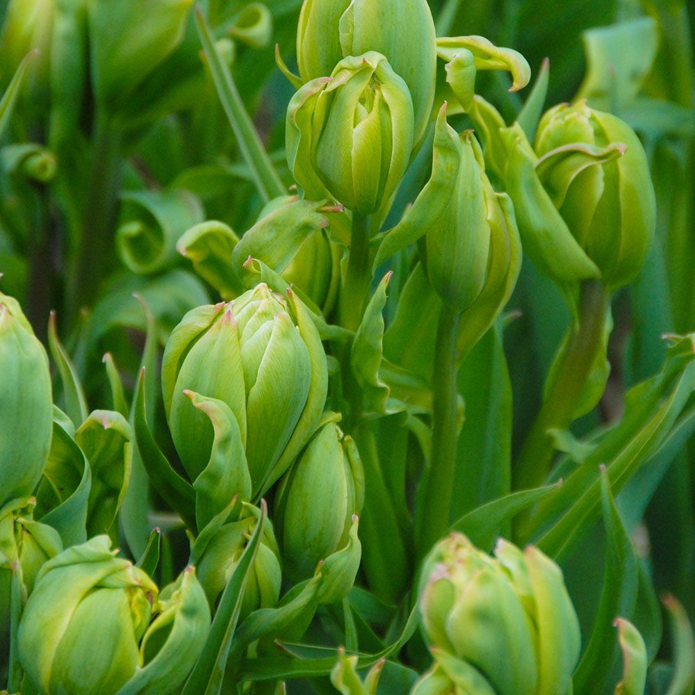 Tulip Fruit Cocktail | White Flower Farm