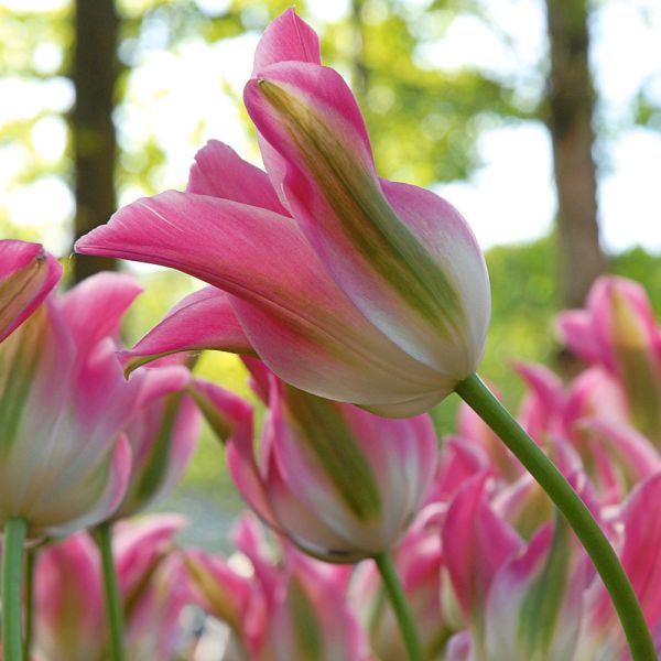 Spring Green Tulip Mix | White Flower Farm