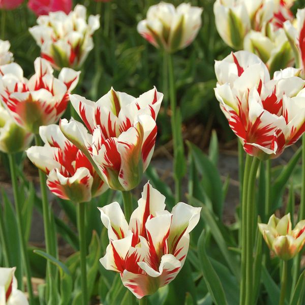 Spring Green Tulip Mix | White Flower Farm