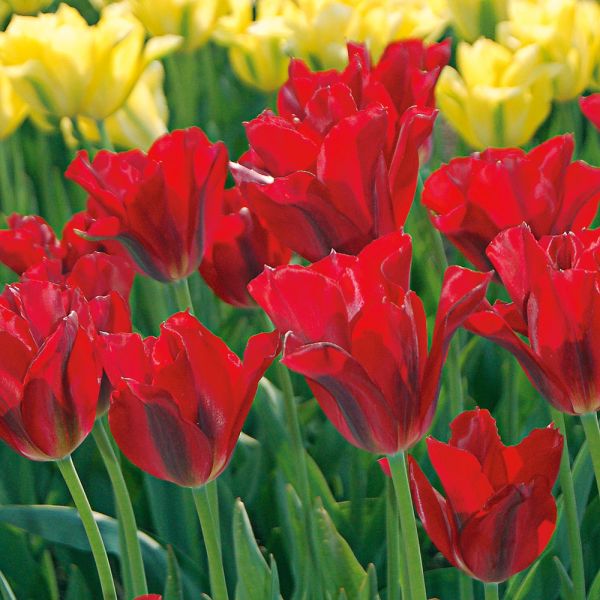 Spring Green Tulip Mix | White Flower Farm