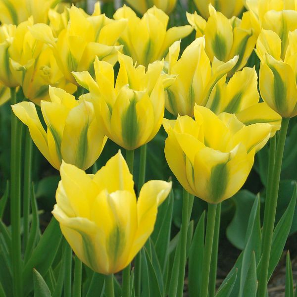Spring Green Tulip Mix | White Flower Farm