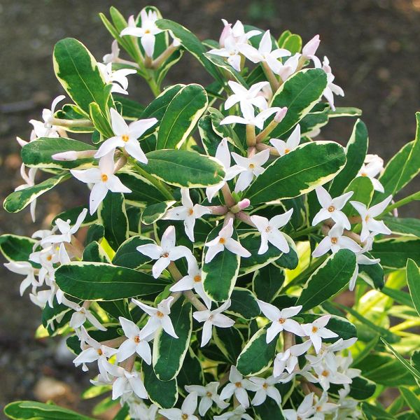 Daphne 'Carol Mackie' | White Flower Farm