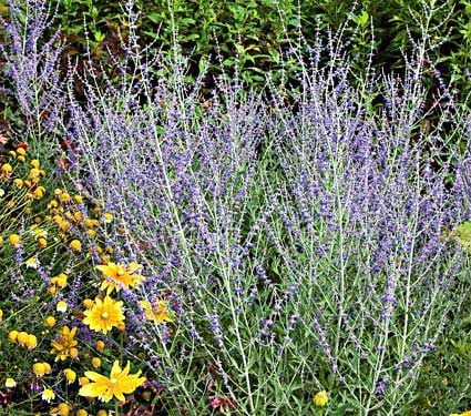 Russian Sage Plant (Perovskia) Varieties | White Flower Farm