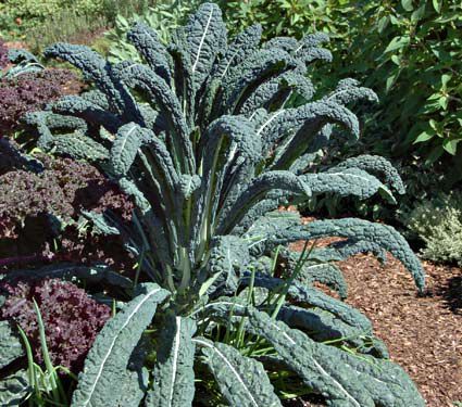 Kale Plants | White Flower Farm