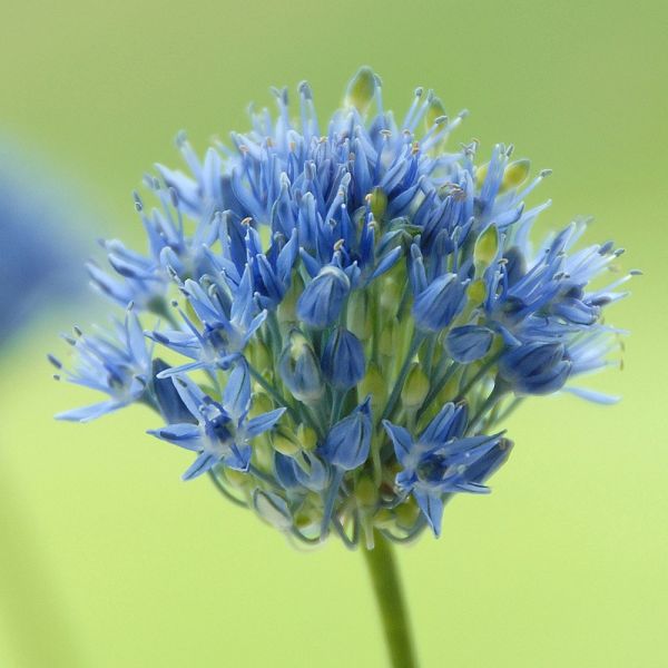 Allium caeruleum | White Flower Farm
