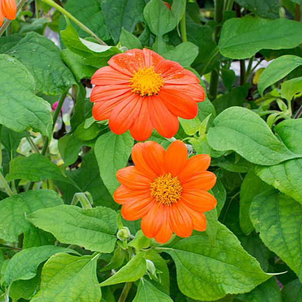 Tithonia rotundifolia 'Torch' | White Flower Farm
