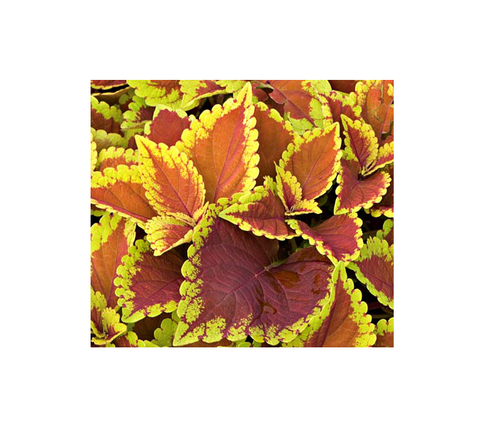 Coleus Trusty Rusty | White Flower Farm