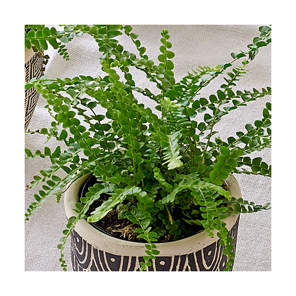 Lemon Button Fern Trio in Togo Pots | White Flower Farm