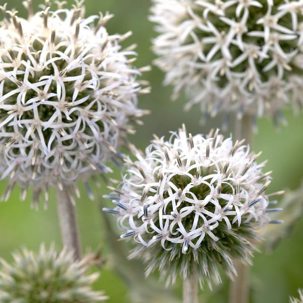 Echinops sphaerocephalus 'Arctic Glow' | White Flower Farm