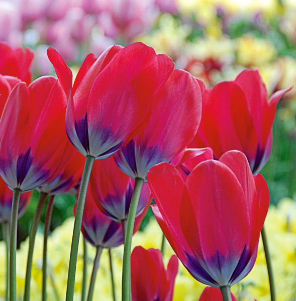 Grower's Choice Tulip Mix | White Flower Farm