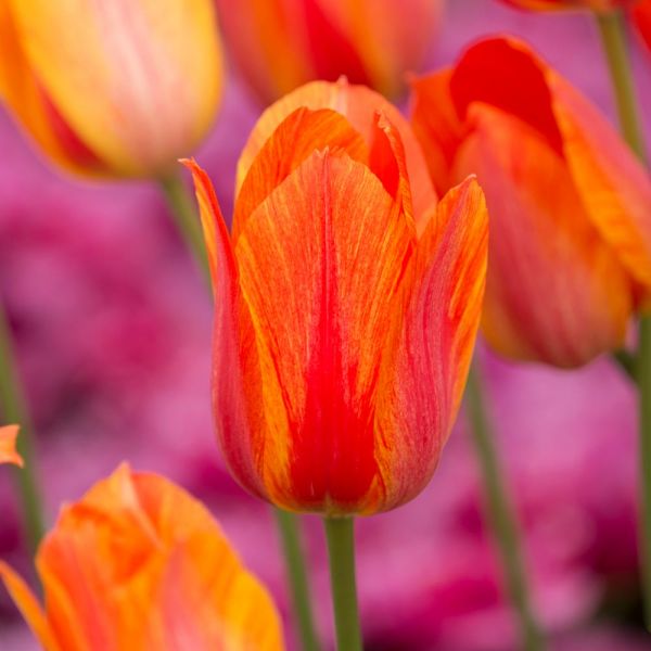 Tulip 'El Niño' | White Flower Farm