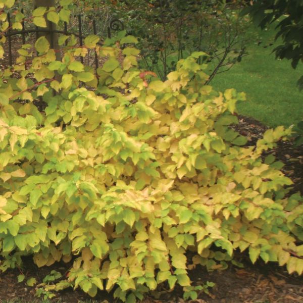 Cornus sanguinea Arctic Sun® | White Flower Farm