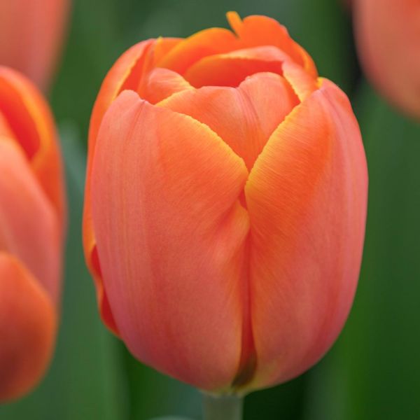 Tulip 'Triple A' | White Flower Farm