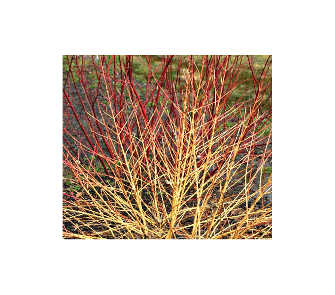 Cornus sanguinea Arctic Sun® | White Flower Farm