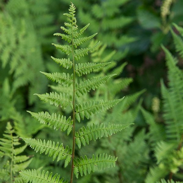 Athyrium filix-femina - Lady Fern | White Flower Farm