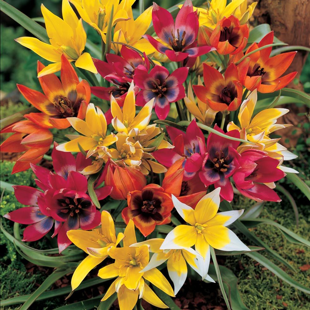 Species Tulips | White Flower Farm