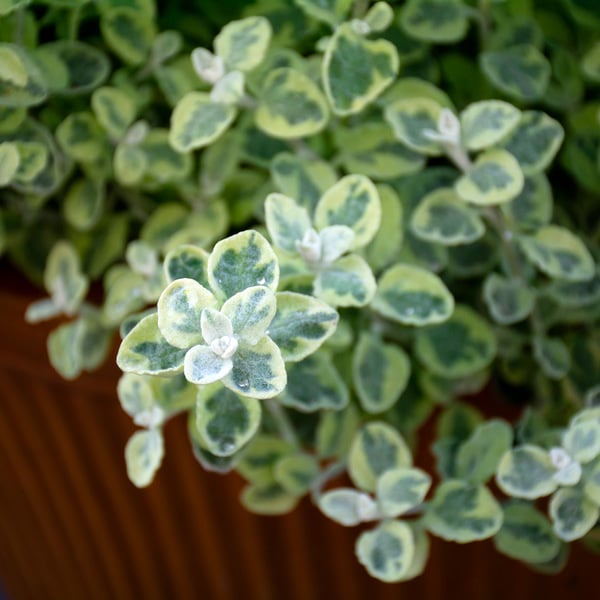 Helichrysum petiolare 'Variegatum' | White Flower Farm