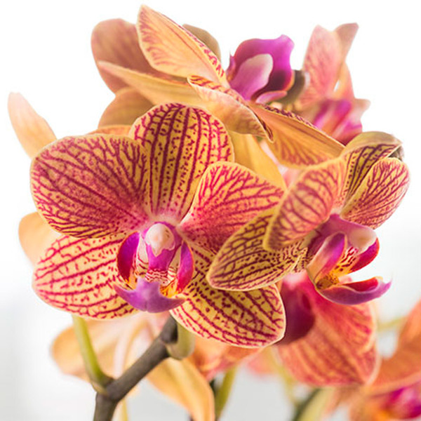 Three Months of Mini Moth Orchids | White Flower Farm