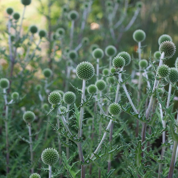 Echinops sphaerocephalus 'Arctic Glow' | White Flower Farm