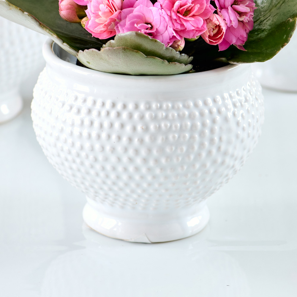 Dotted Ceramic Cachepot, small | White Flower Farm