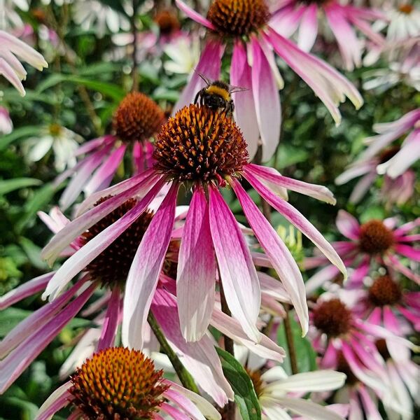 Echinacea Pretty Parasols | White Flower Farm