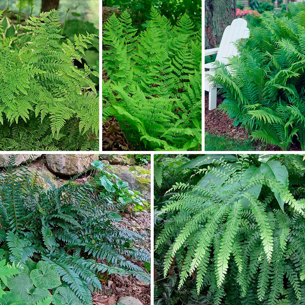Native Fern Sampler | White Flower Farm