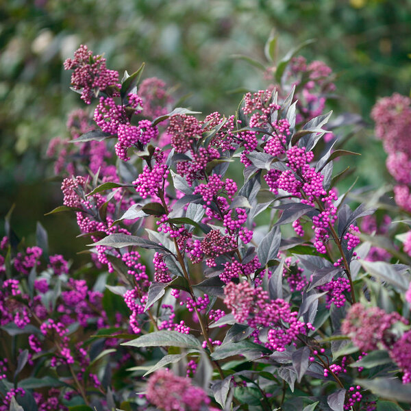 Callicarpa Pearl Glam® | White Flower Farm