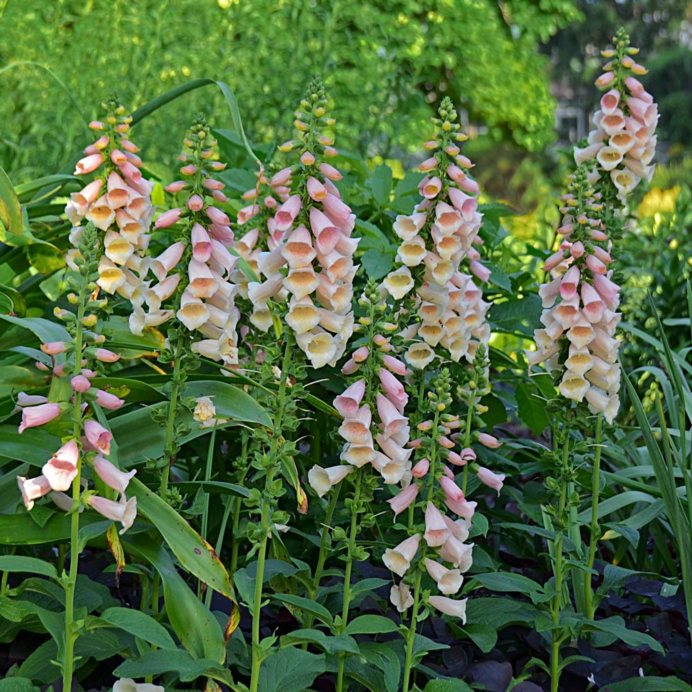 Digitalis purpurea 'Dalmatian Peach' | White Flower Farm