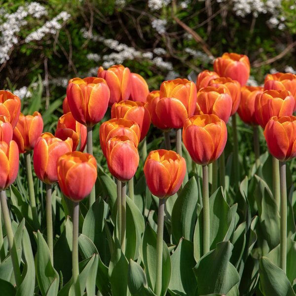 Tulip 'Triple A' | White Flower Farm