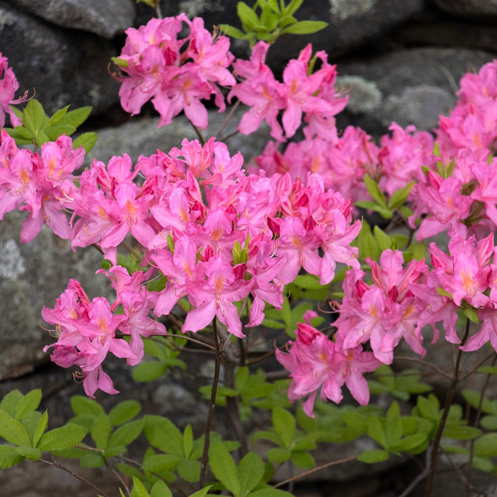 Azalea 'Marie Hoffman' | White Flower Farm