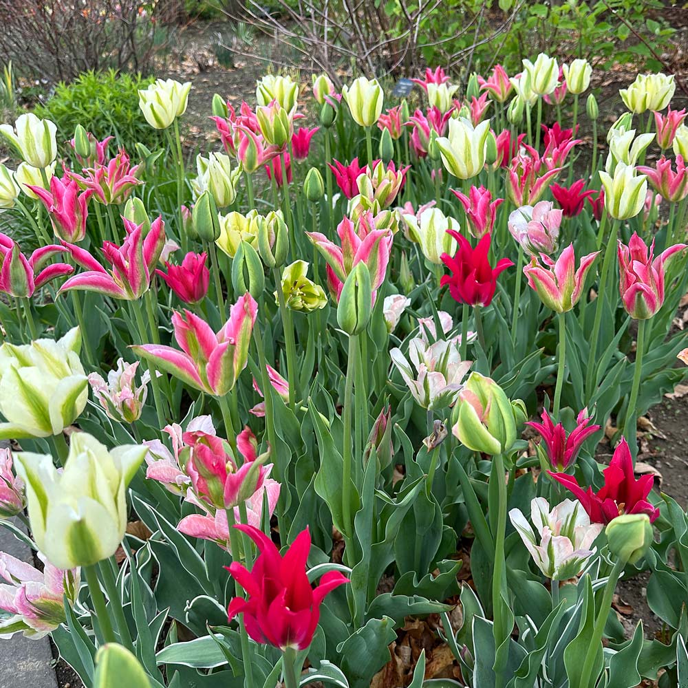 Spring Green Tulip Mix | White Flower Farm